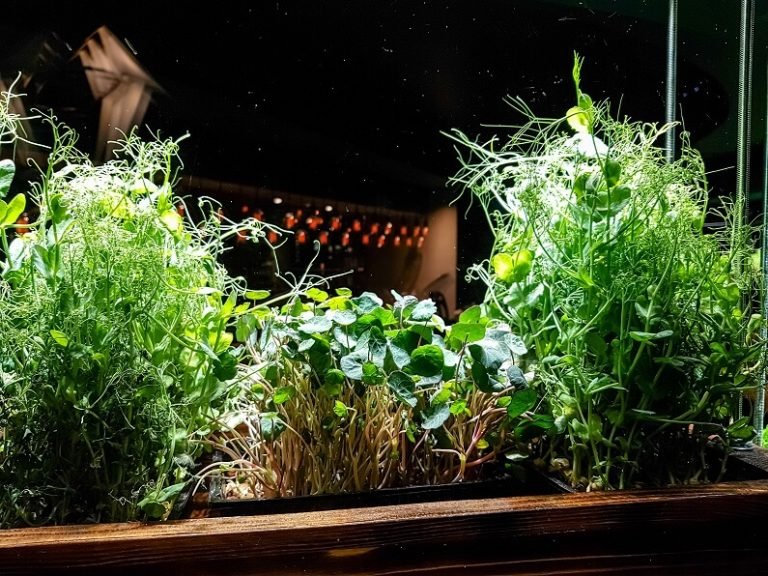 Windowsill Herb Garden – Gardening Code